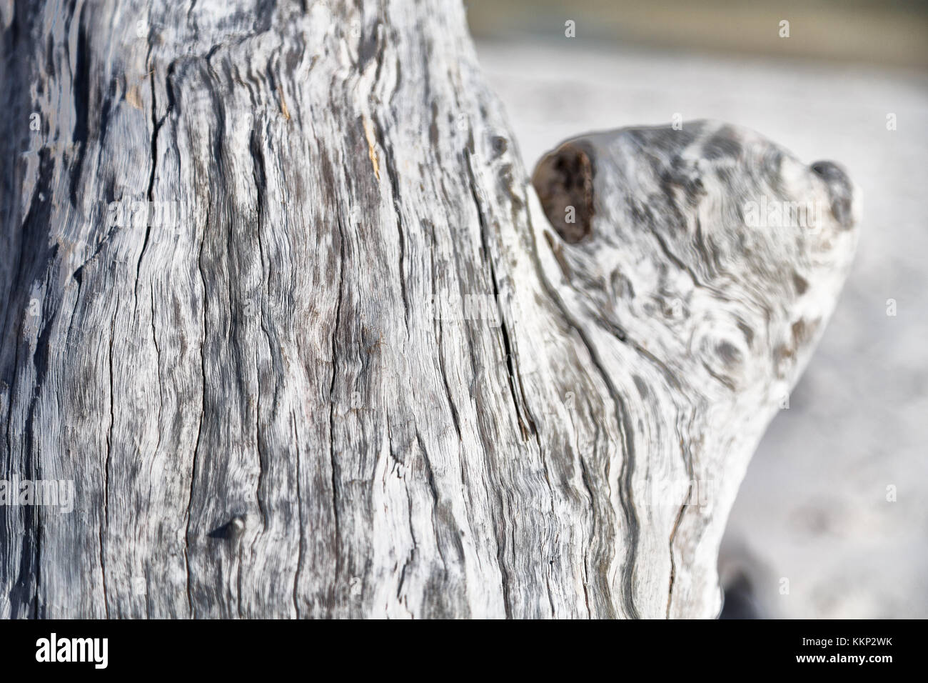 abstract texture of a surface tree like background grain Stock Photo ...