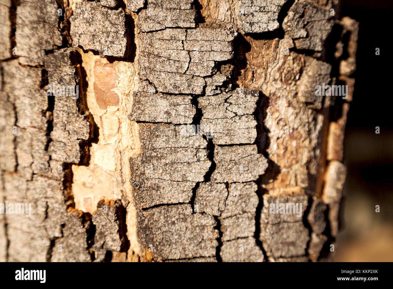 abstract texture of a surface tree like background grain Stock Photo ...