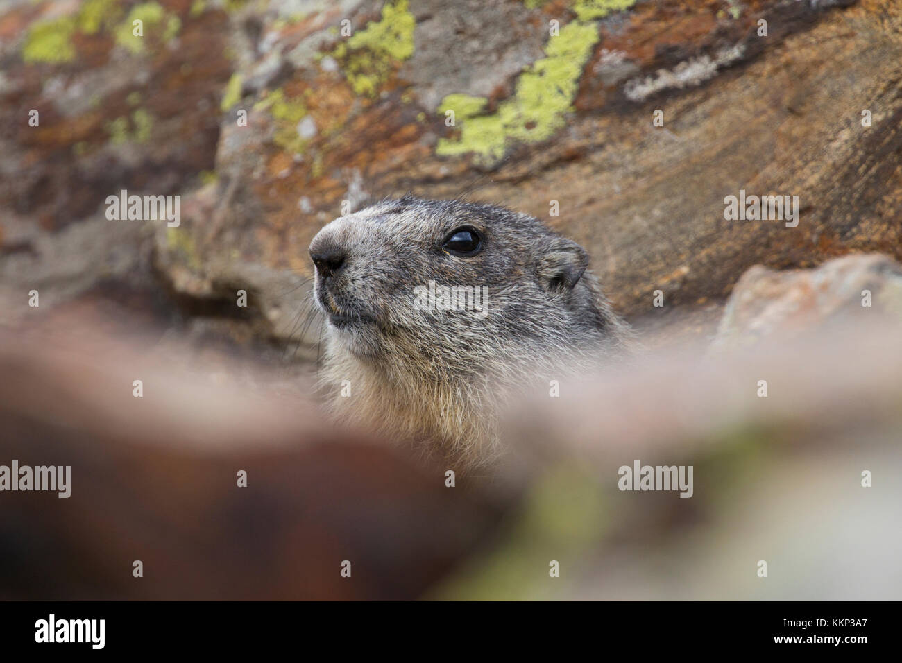 Alpine Marmot (Marmota marmota) in the French Alps Stock Photo - Alamy
