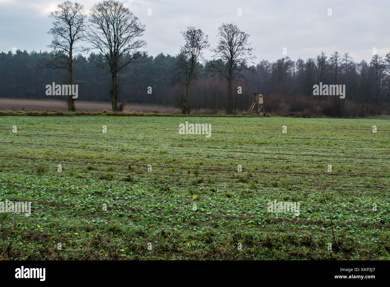 Town Hall Tower in Znin, Poland Stock Photo - Alamy