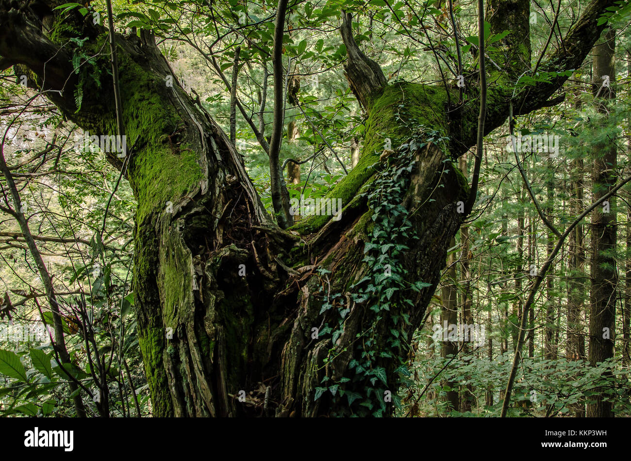 From the A26 exit for Verbania and follow the signs to Cossogno. From ...
