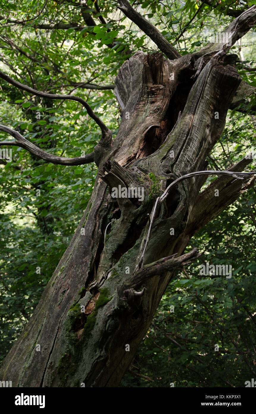 From the A26 exit for Verbania and follow the signs to Cossogno. From ...