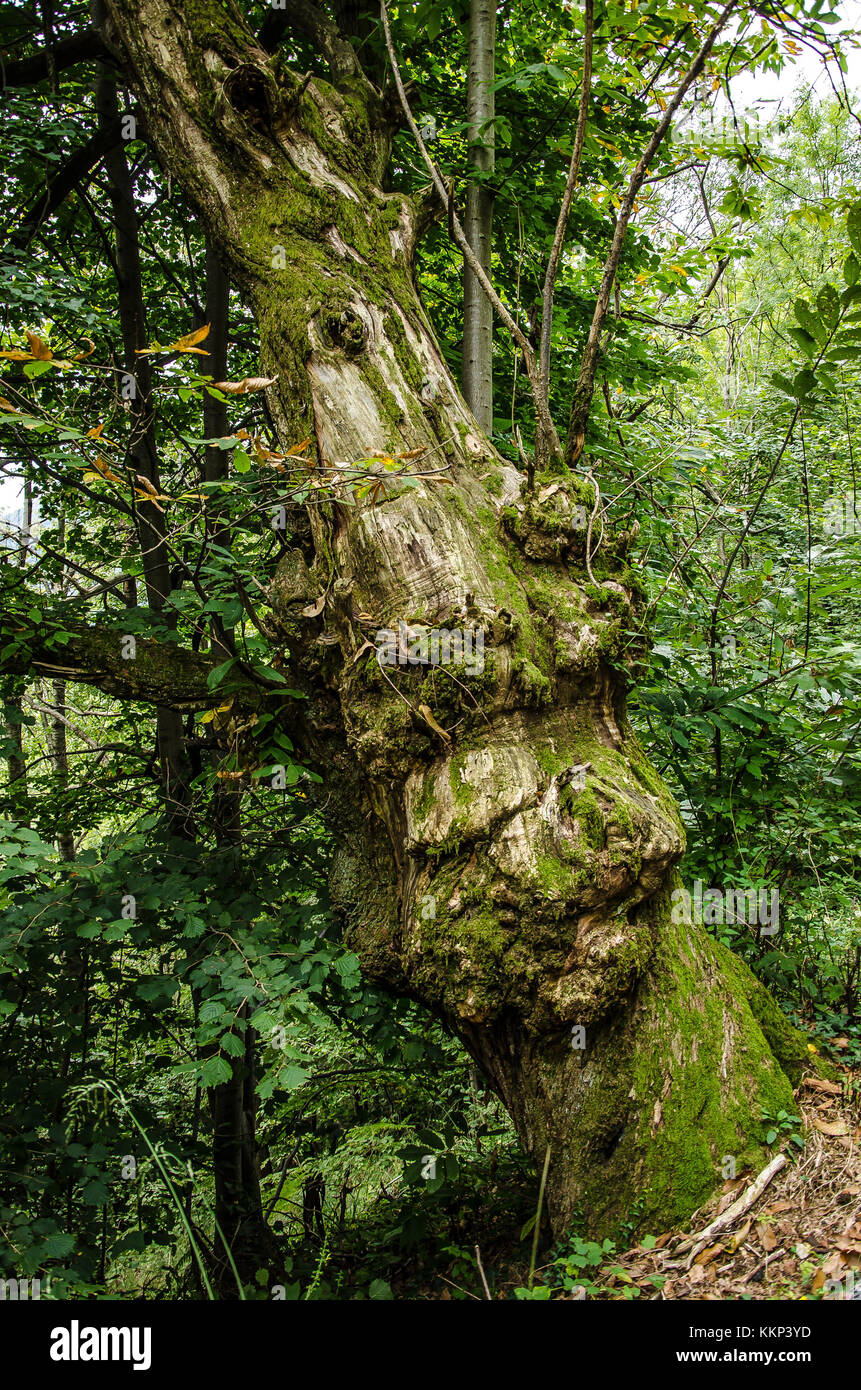 From the A26 exit for Verbania and follow the signs to Cossogno. From ...