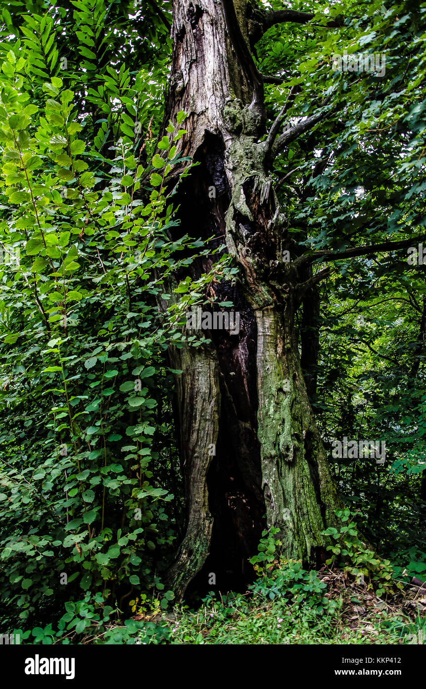 From the A26 exit for Verbania and follow the signs to Cossogno. From ...