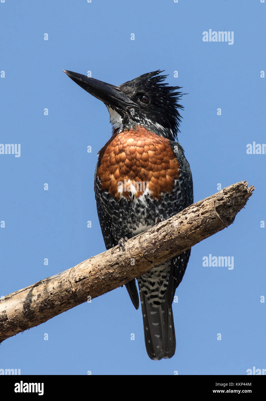Giant kingfisher bird hi-res stock photography and images - Alamy