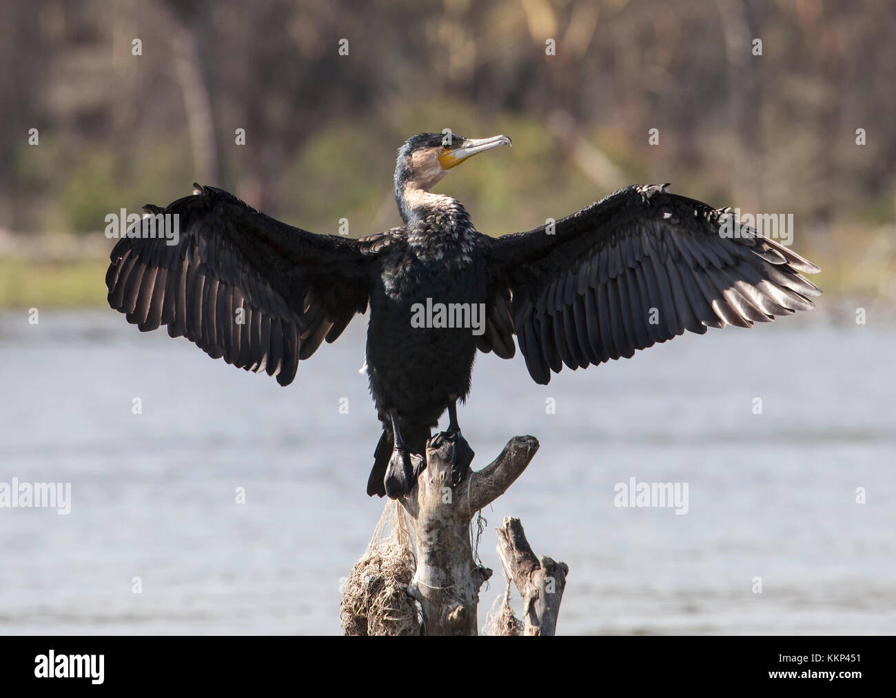 Drying Wings High Resolution Stock Photography and Images - Alamy