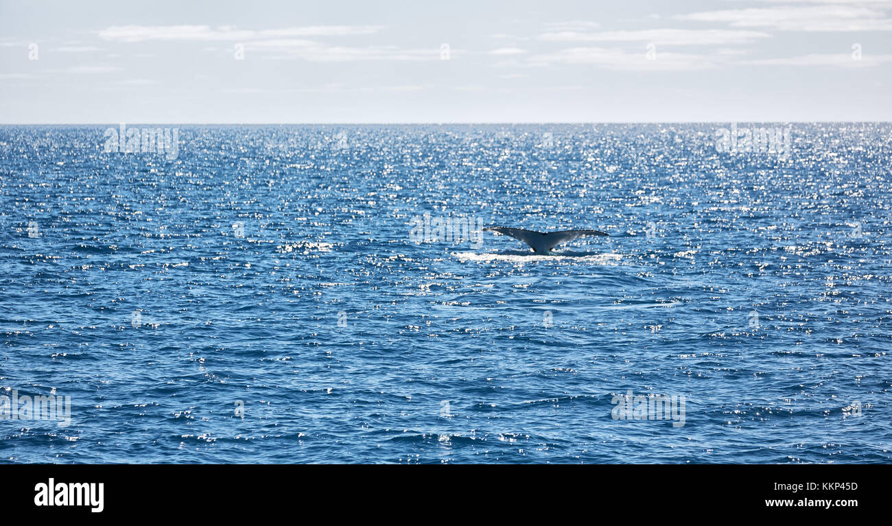 in australia a free whale in the ocean like concept of freedom Stock ...