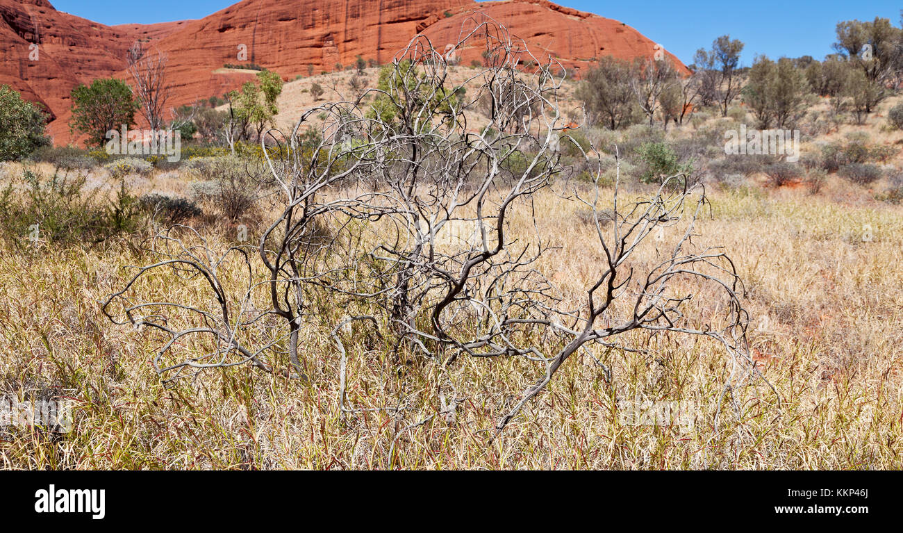 in australia the outback canyon and the dead tree near mountain in the ...