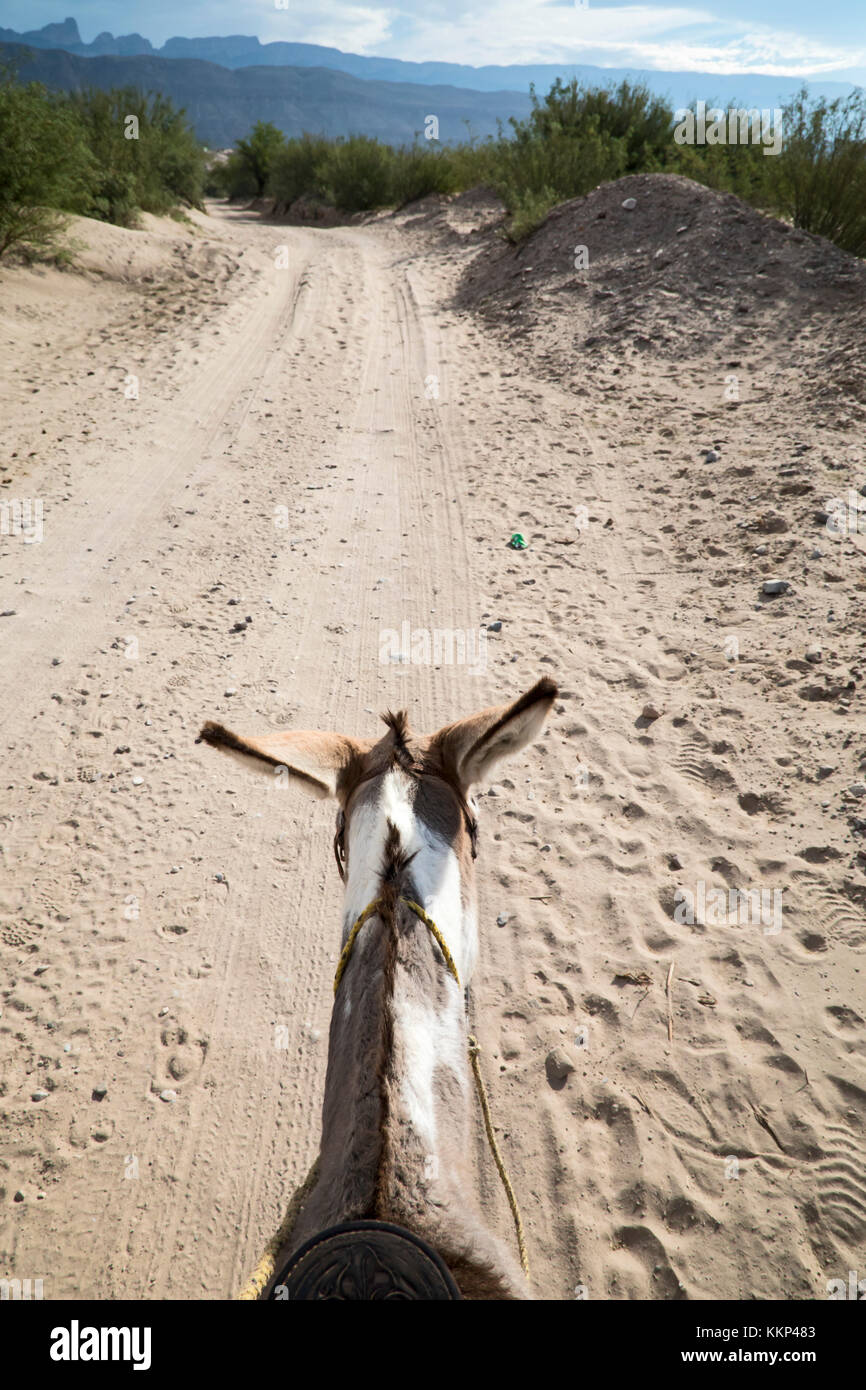Burro crossing road hi-res stock photography and images - Alamy