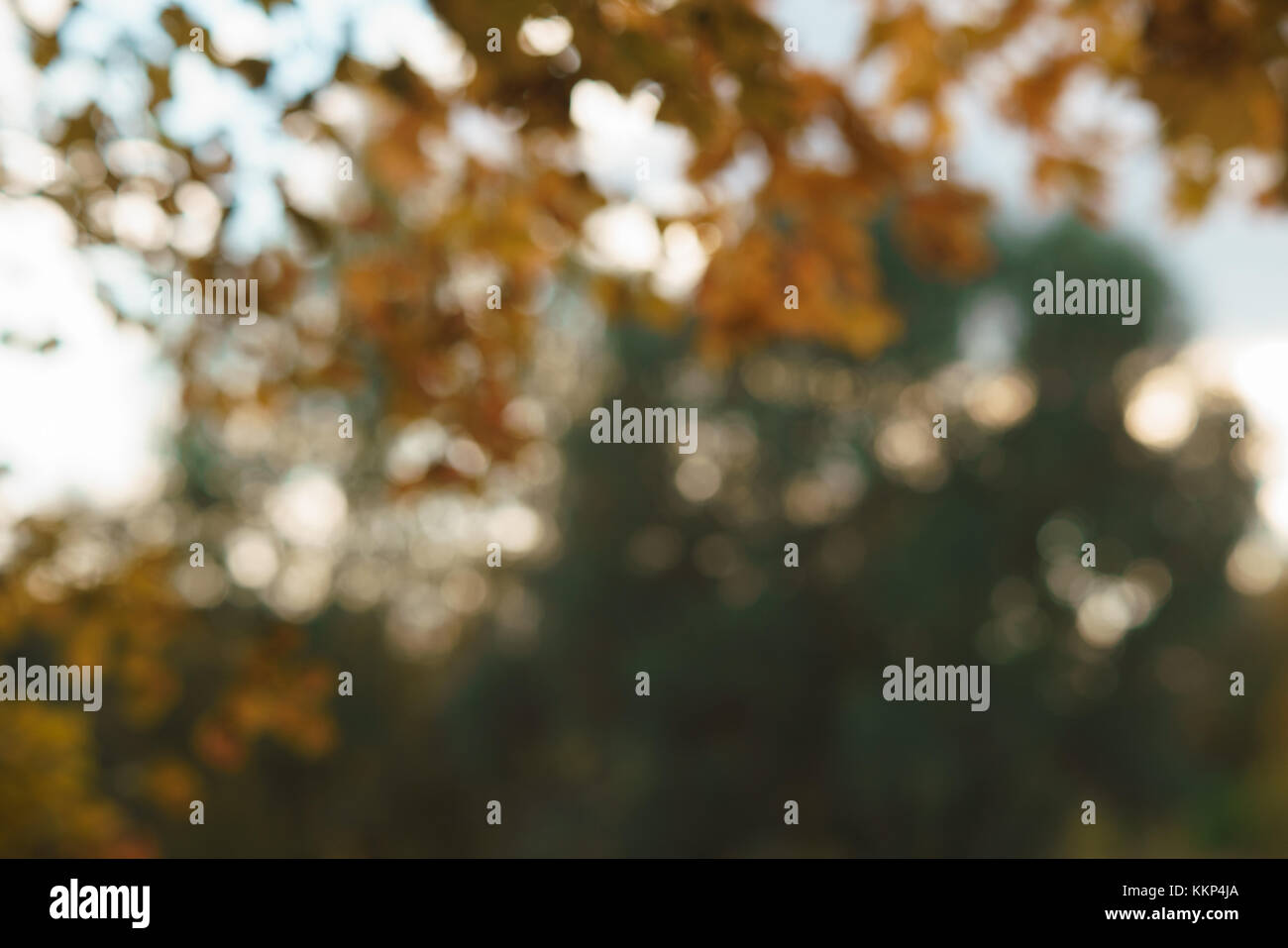 Blurred background of maple leaves Stock Photo - Alamy