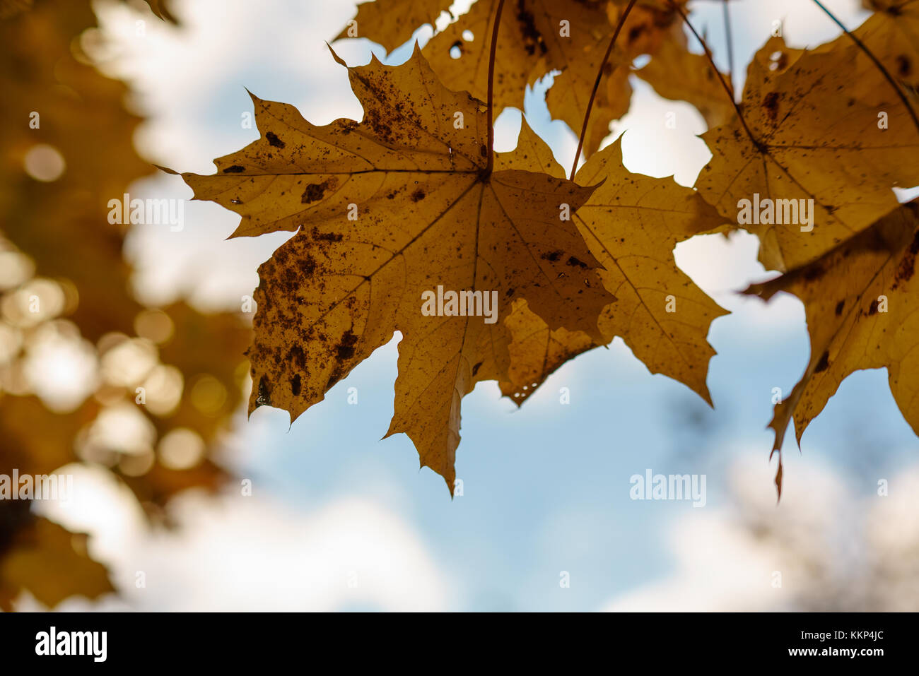 October autumn maple leaves against the sky Stock Photo - Alamy
