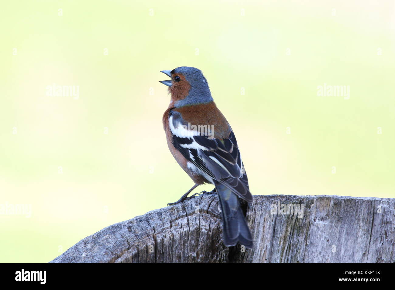 Singing bird hi-res stock photography and images - Alamy