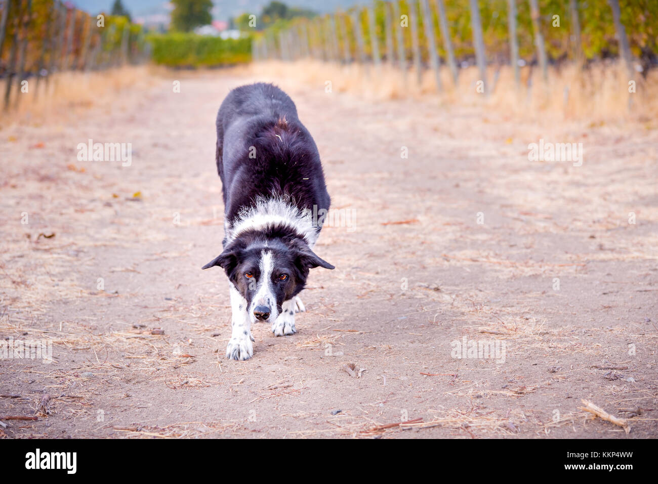 Border collie walking down path with head down ready to catch stick in ...