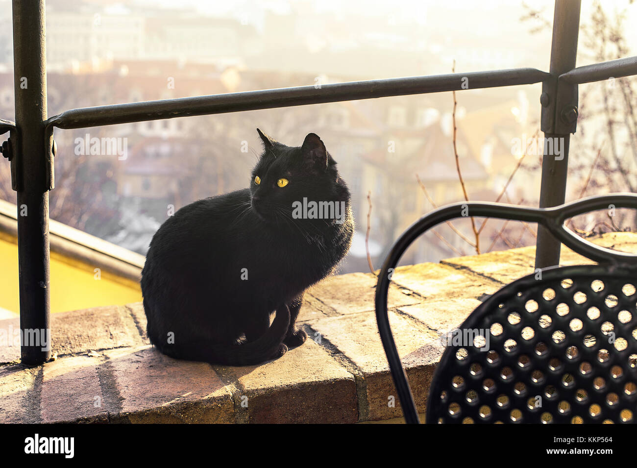 Black cat with amber eyes sitting at Prague's castle Stock Photo - Alamy