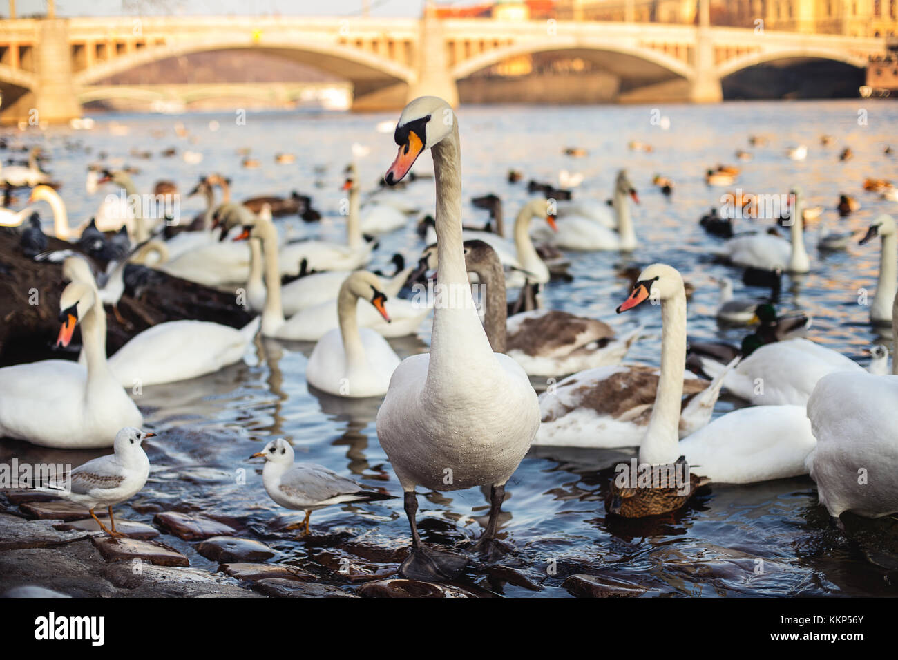 Gorgeous swans in Vltava river in Prague close to famous Charles Bridge ...