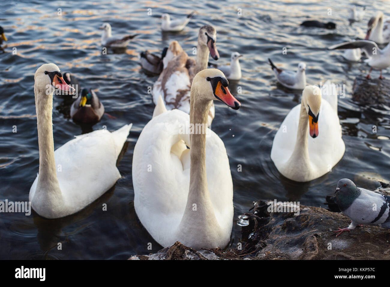 Gorgeous swans in Vltava river in Prague close to famous Charles Bridge ...