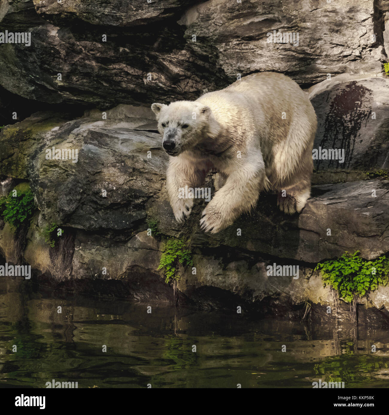 Animal Sequence Jump High Resolution Stock Photography and Images - Alamy