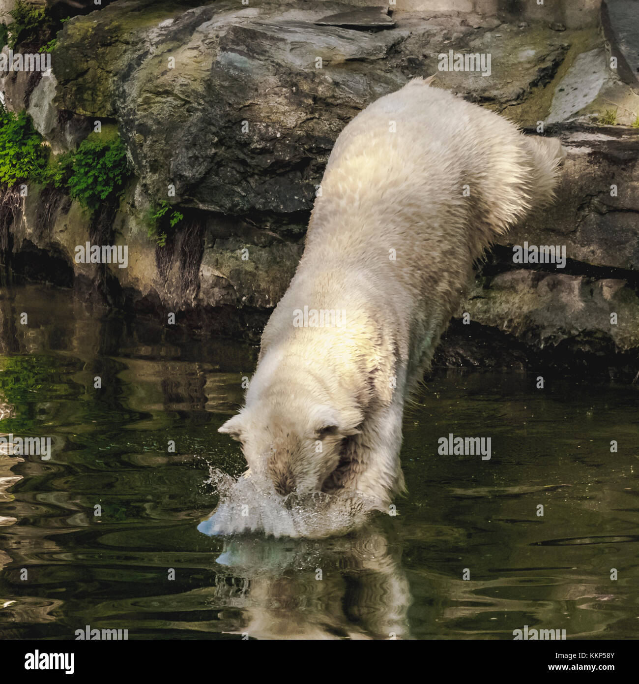Animal Sequence Jump High Resolution Stock Photography and Images - Alamy