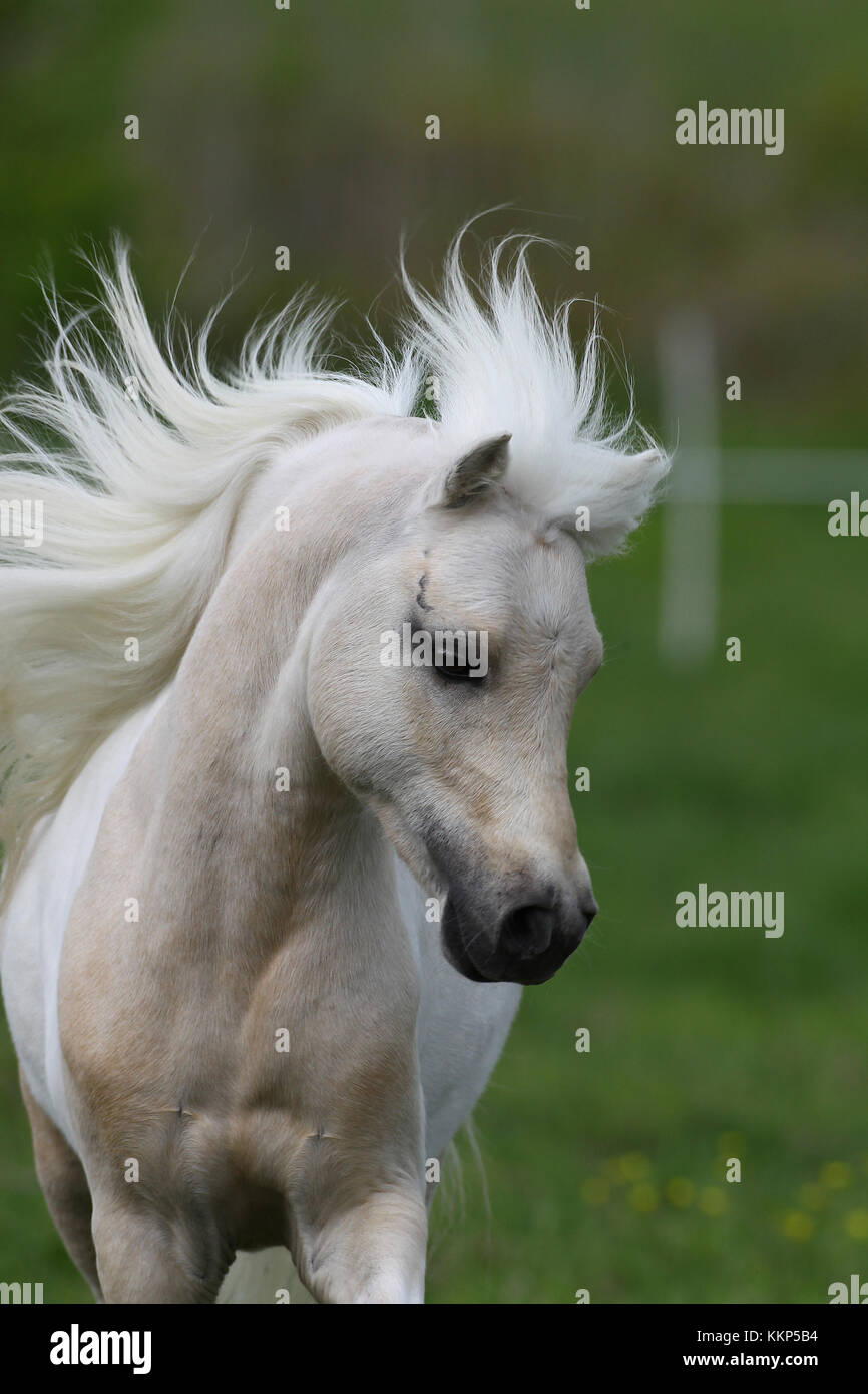 Pinto stallion hi-res stock photography and images - Alamy