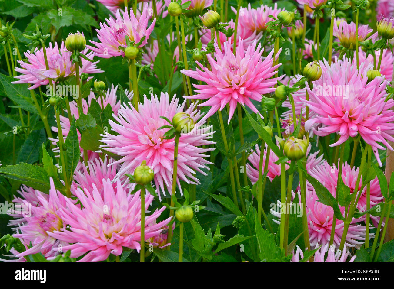 Close up of Dahlia 'Park Princess' in a cottage flower garden Stock ...