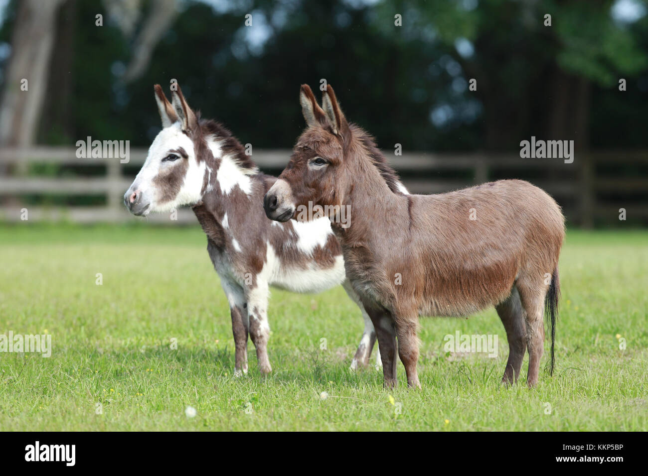 Spotted Miniature Donkey