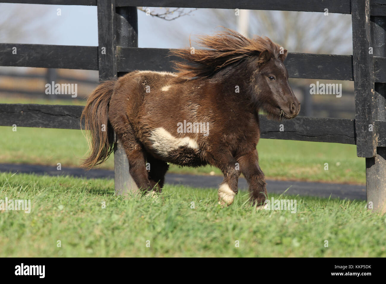 Miniature pony hi-res stock photography and images - Alamy