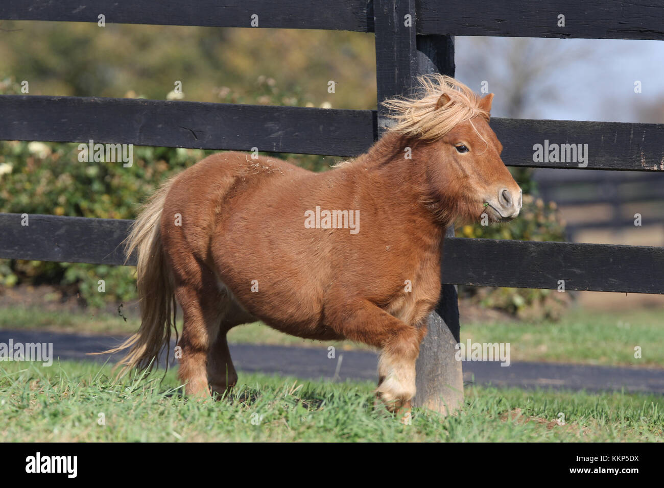 Miniature pony hi-res stock photography and images - Alamy
