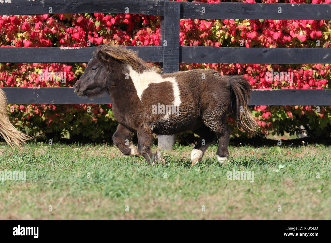 Miniature pony hi-res stock photography and images - Alamy