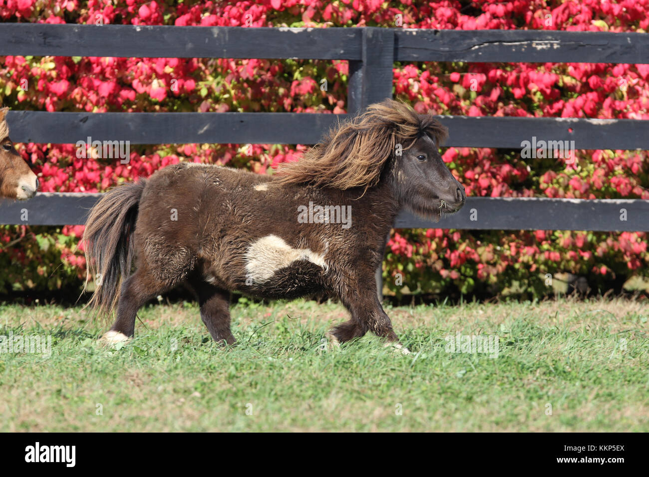 Miniature pony hi-res stock photography and images - Alamy