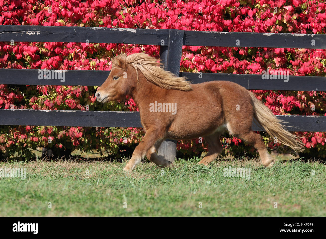 Miniature pony hi-res stock photography and images - Alamy