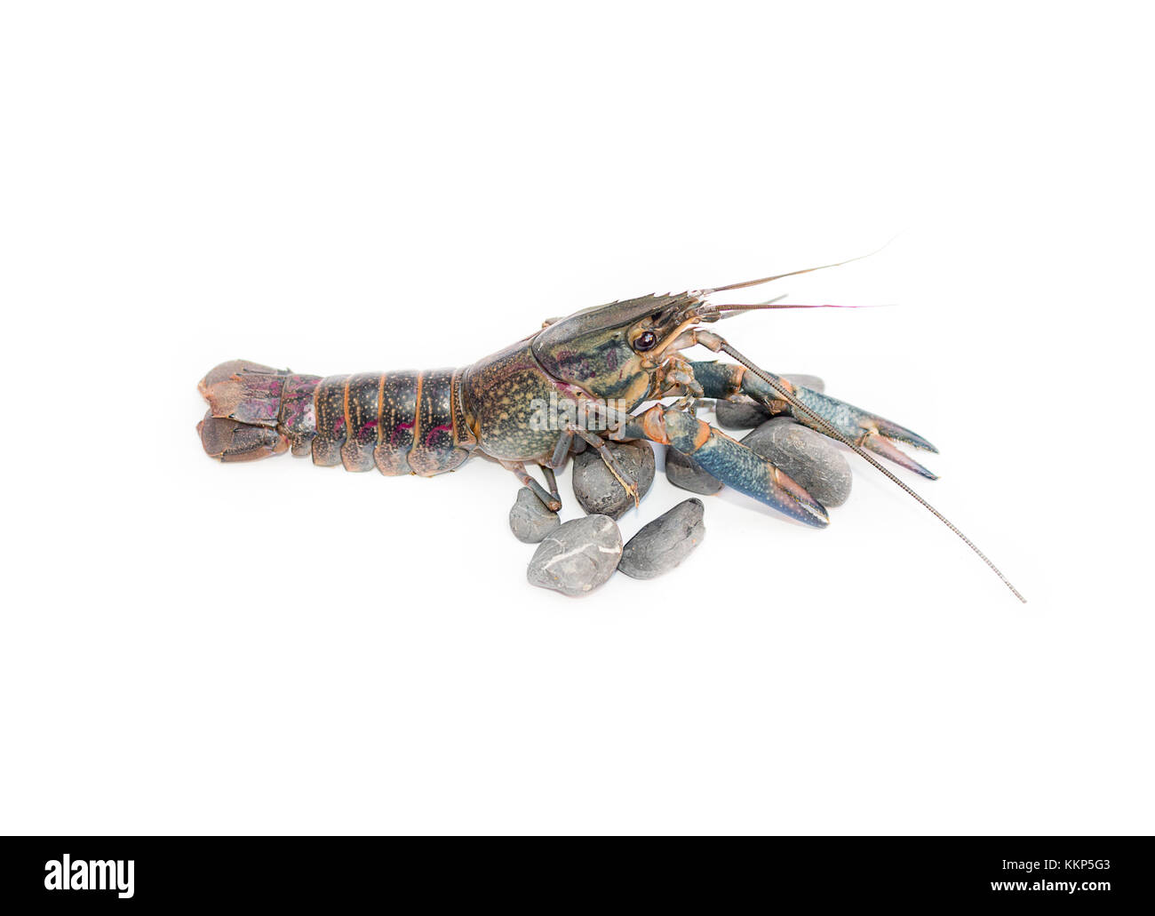 Australian blue crayfish Cherax quadricarinatus ,Cherax uadricarinatus ...