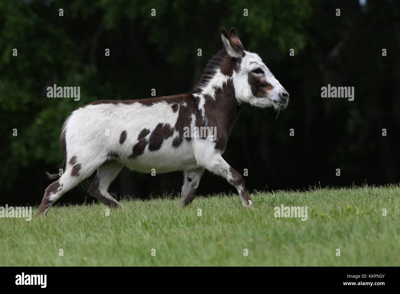 Donkey profile hi-res stock photography and images - Alamy