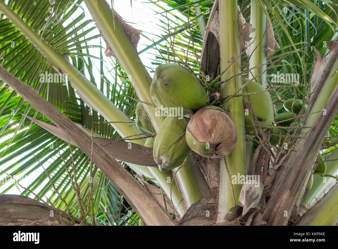 Desiccated coconut on tree in the Orchards,Who was bitten by a squirrel ...