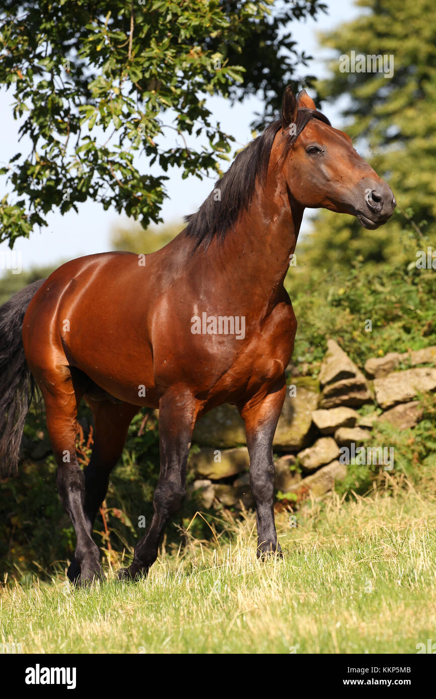 Bay stallion hi-res stock photography and images - Alamy