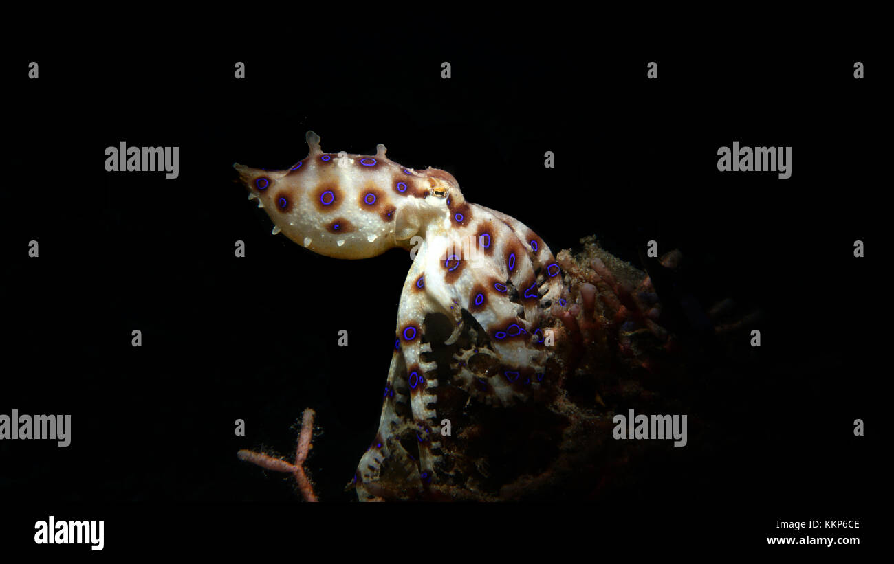Blue Ringed Octopus Stock Photo - Alamy