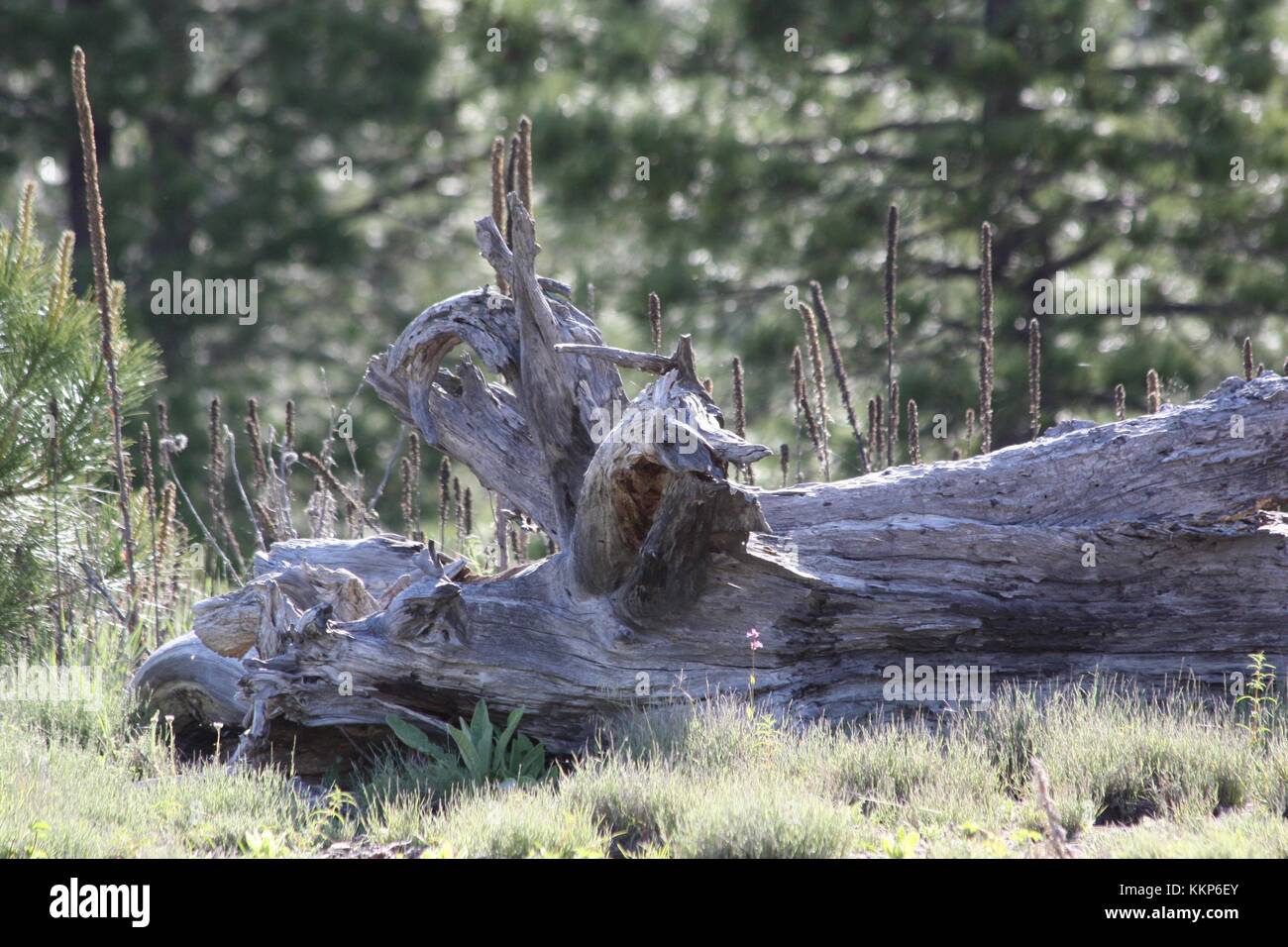 Tree log with roots hi-res stock photography and images - Alamy