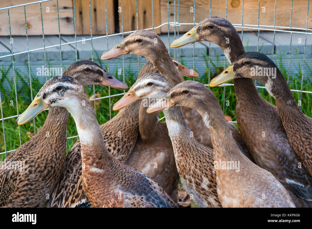 Female indian runner duck hi-res stock photography and images - Alamy