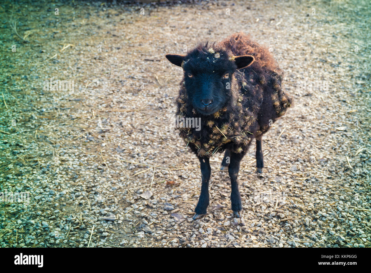 Smallest Bull In The World