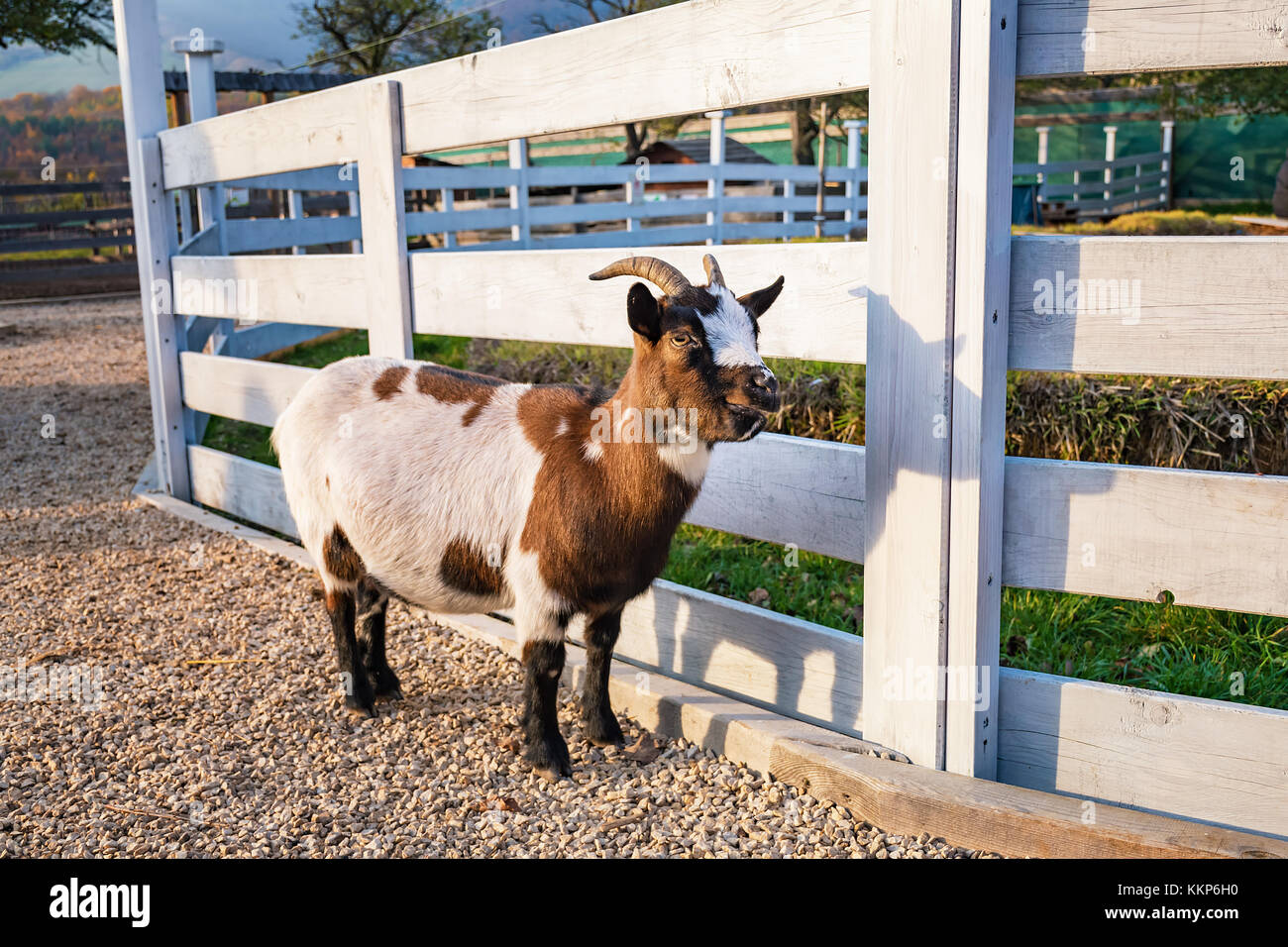 Holland pygmy goat near wooden fence in farm Stock Photo - Alamy