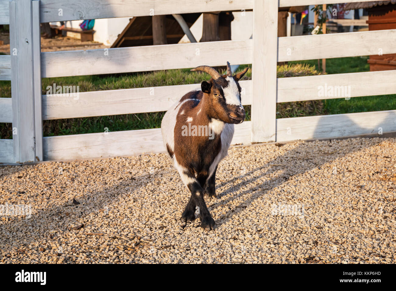 Holland goat hi-res stock photography and images - Alamy