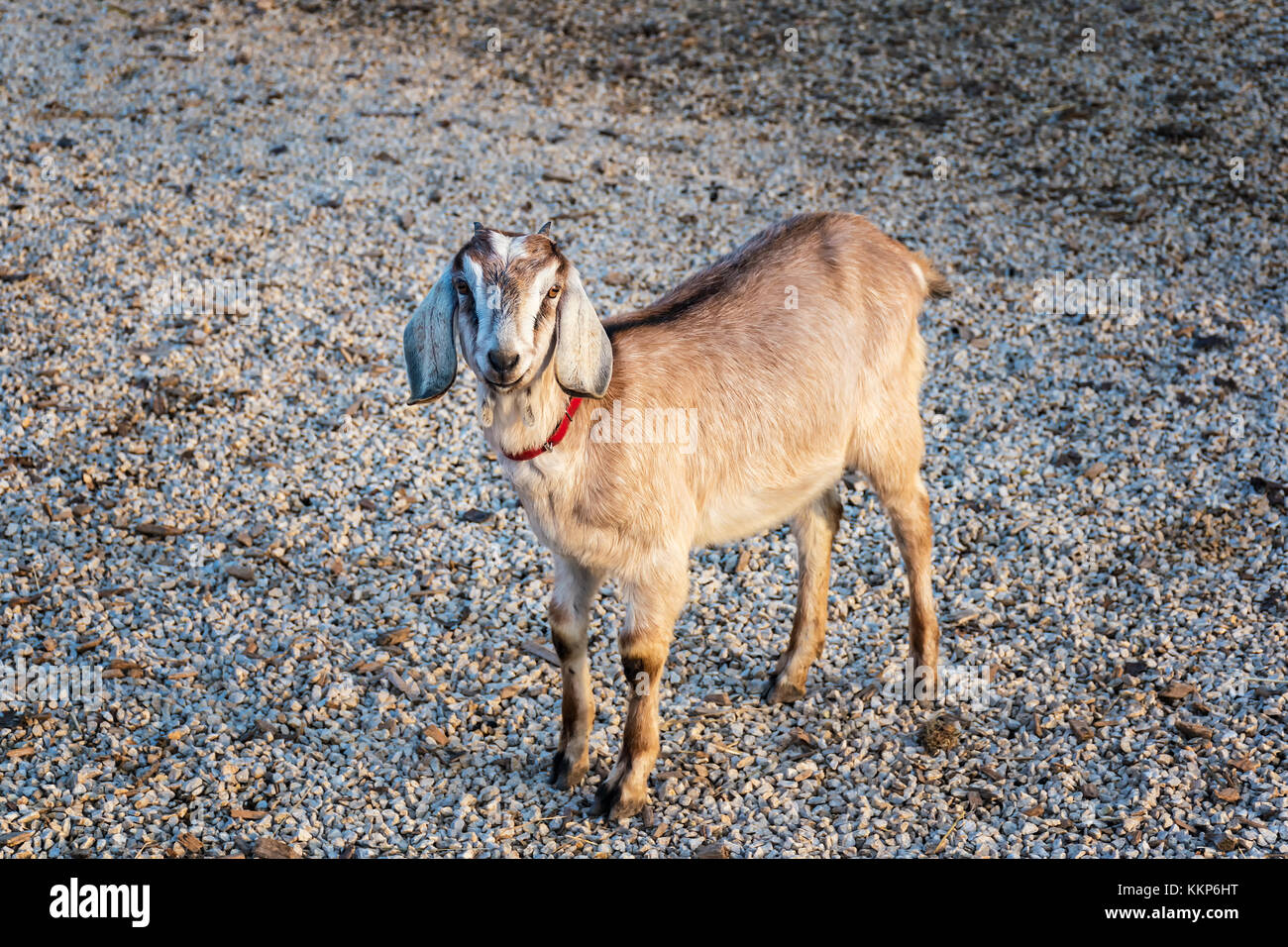 Anglo nubian hi-res stock photography and images - Alamy