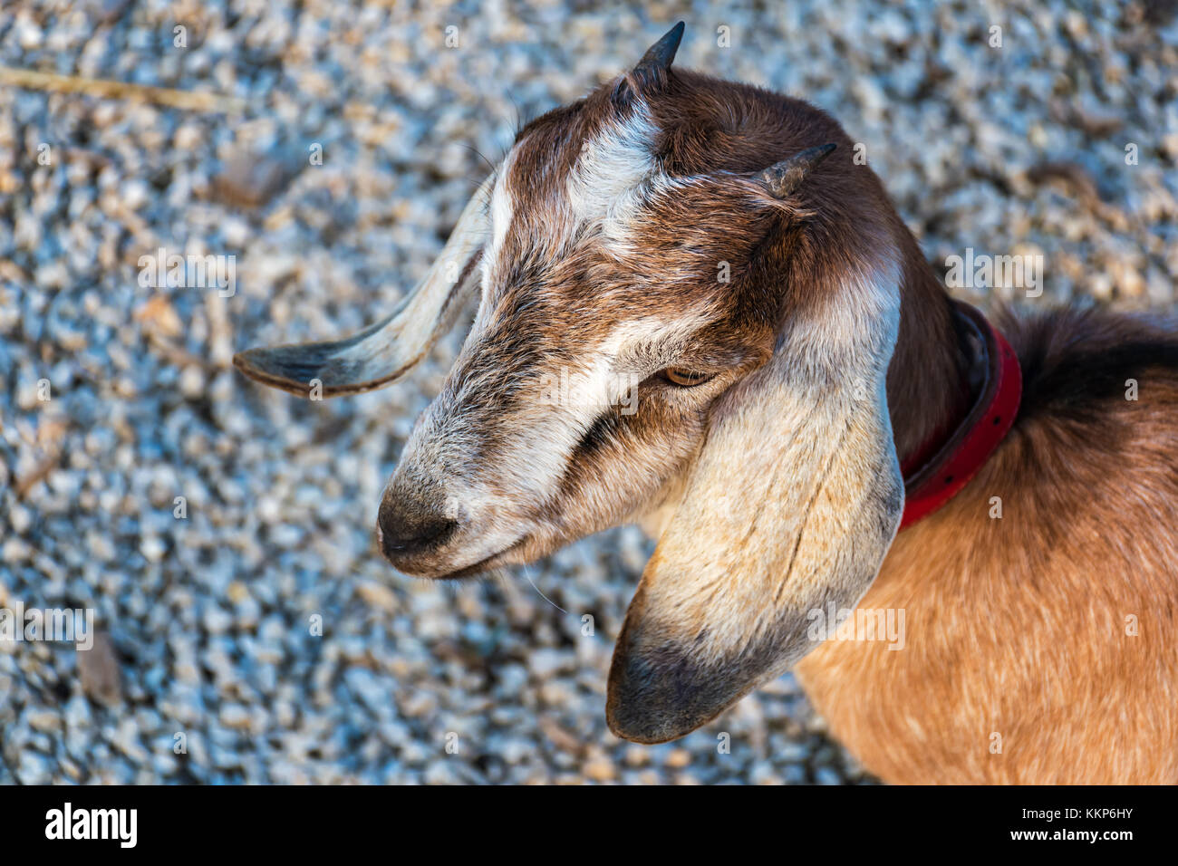 Lop eared goat hi-res stock photography and images - Alamy