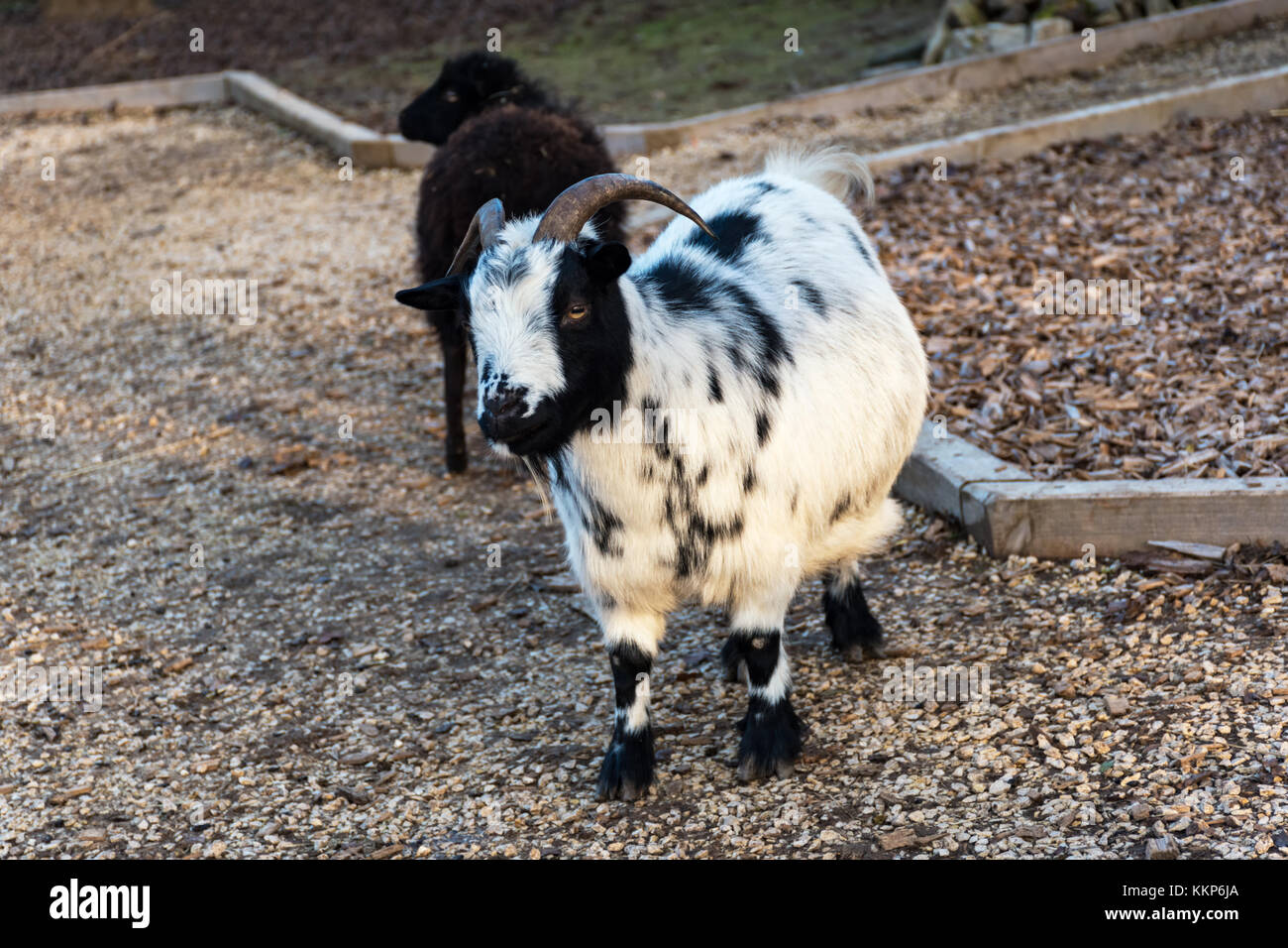 Black And White Pygmy Goat Billy What Is This Color Called? : R/goats