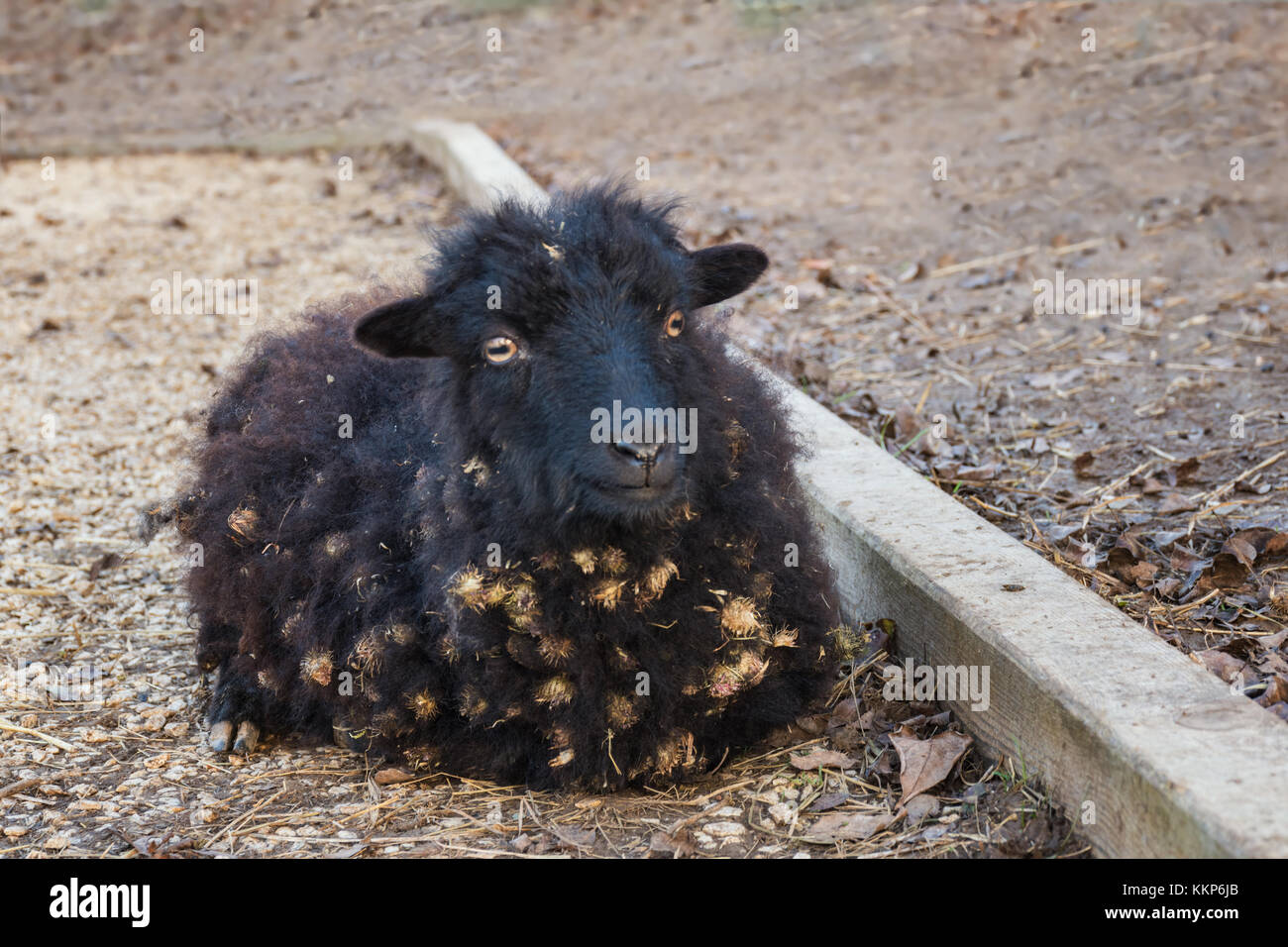 Smallest sheep breed hi-res stock photography and images - Alamy