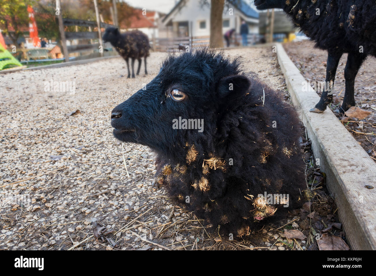 Smallest sheep breed hi-res stock photography and images - Alamy