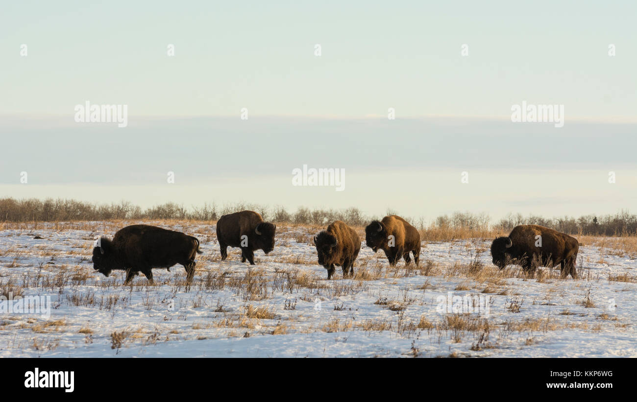 Bison on frozen prairie in winter with snow, Elk Island National Park ...