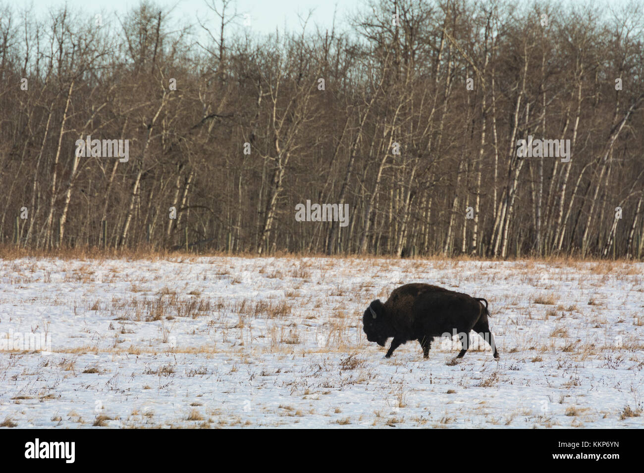 Bison on frozen prairie in winter with snow, Elk Island National Park ...