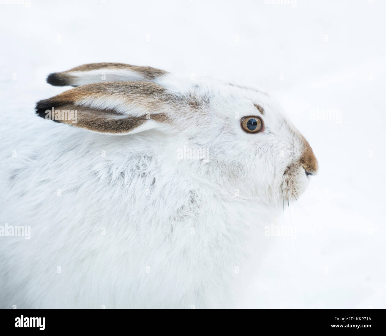 White tailed jackrabbit snow winter hi-res stock photography and images ...