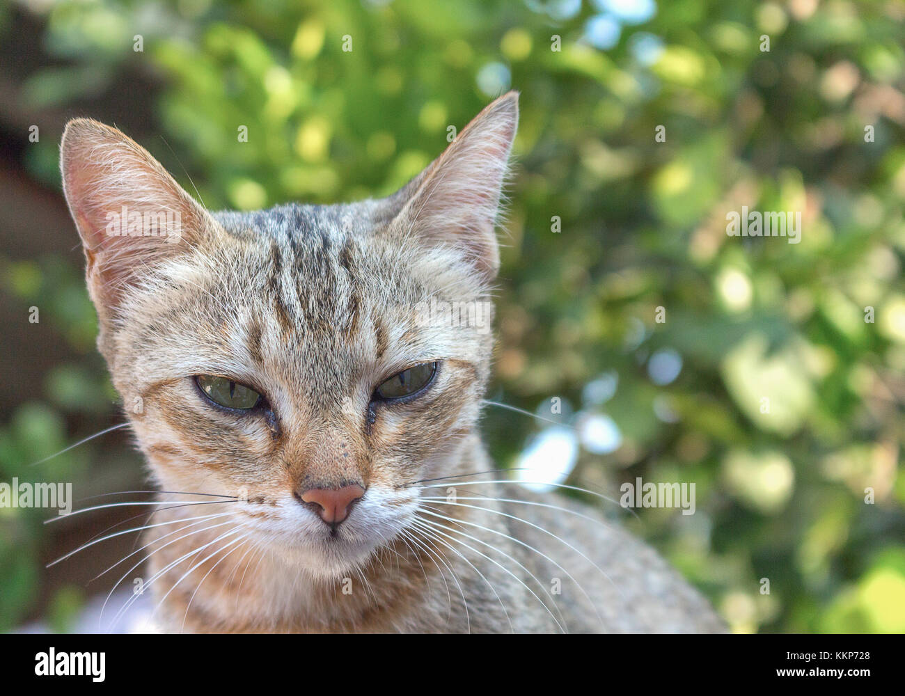 Cat, grey cat with pitiable sad eyes. and colorful blur background ...
