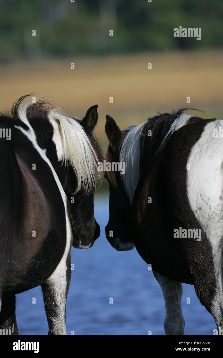 Chincoteague Pony Stock Photos & Chincoteague Pony Stock Images - Alamy